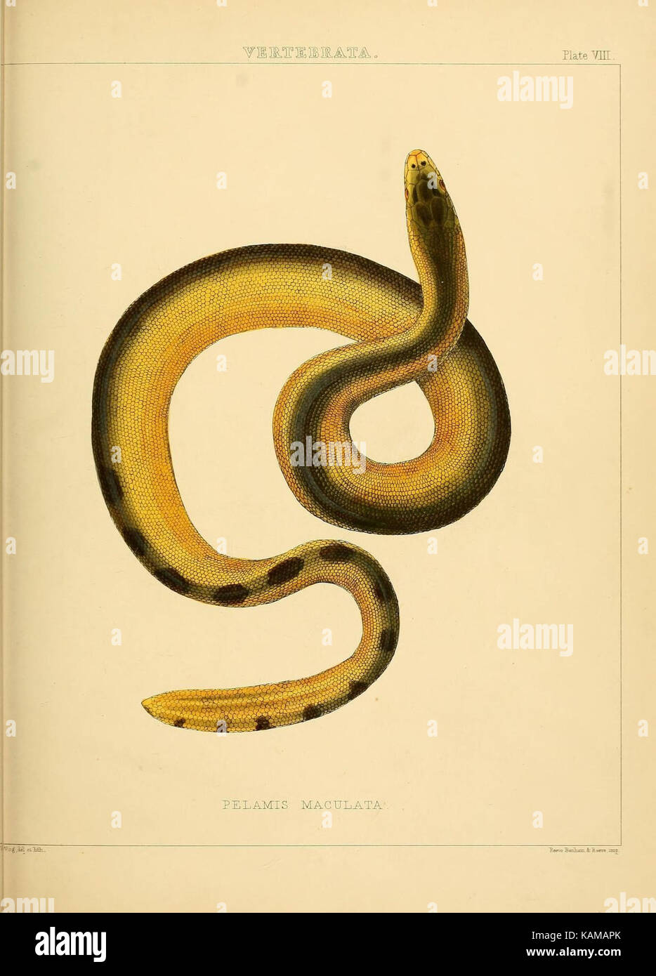 The Zoology of the voyage of H.M.S. Samarang, under the command of ...