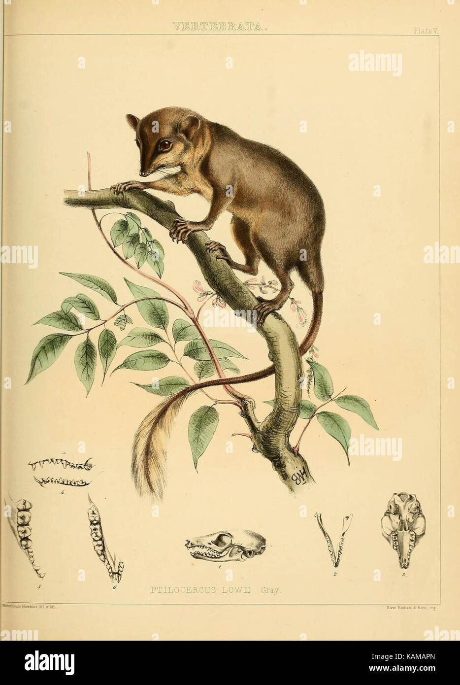 The Zoology of the voyage of H.M.S. Samarang, under the command of ...