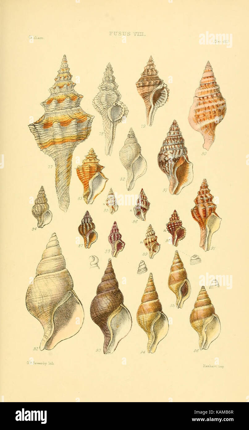 Diversity of shell morphology in marine life hi-res stock photography ...