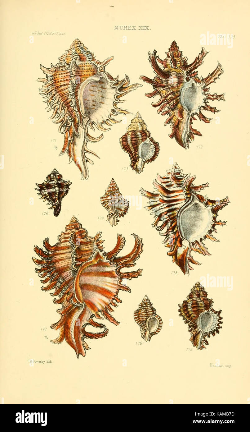 Species conchyliorum hi-res stock photography and images - Alamy