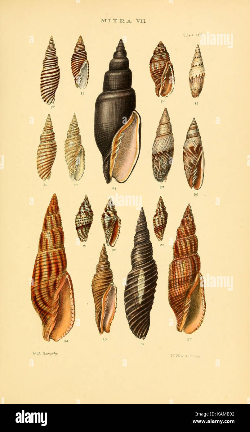 A scientific work titled 'Thesaurus Conchyliorum,' focused on the ...