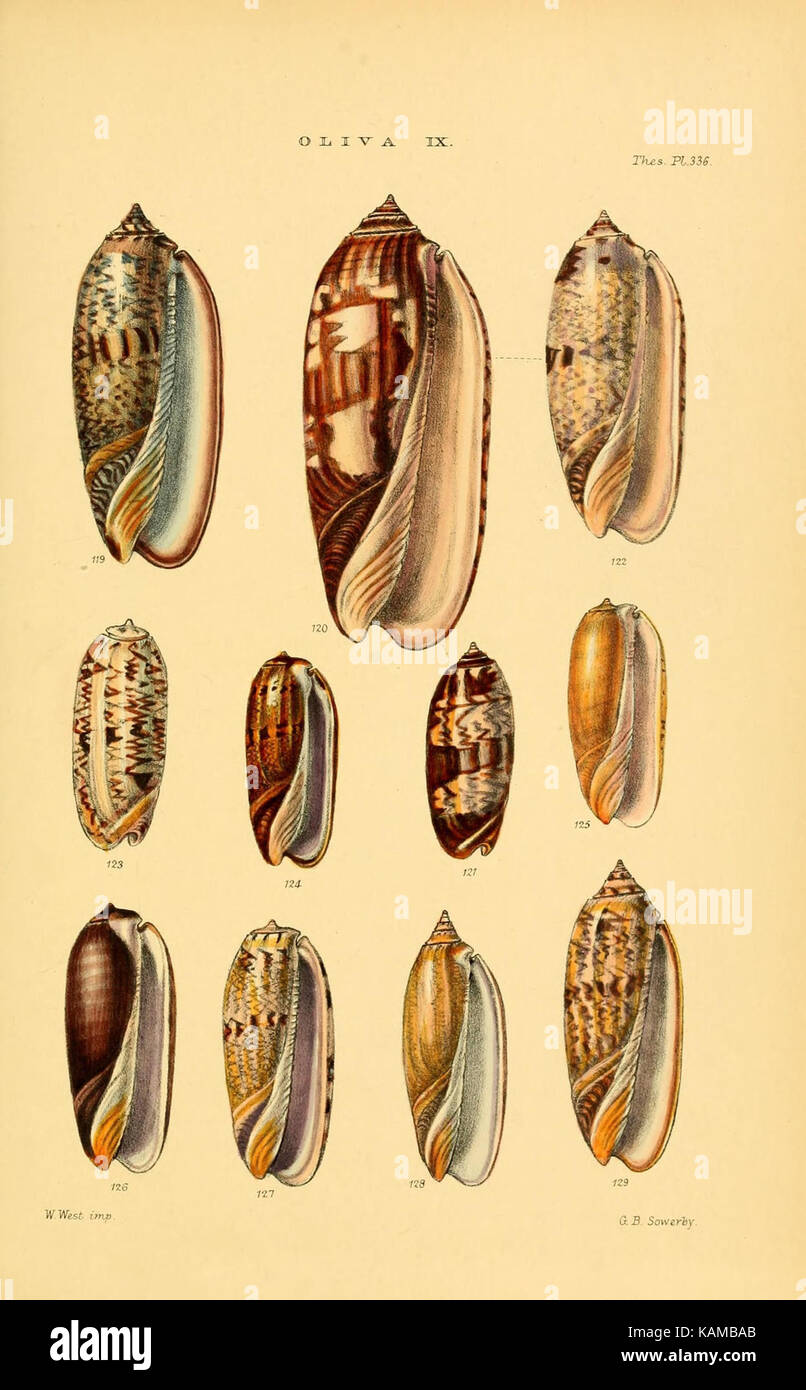 Thesaurus conchyliorum, or, Monographs of genera of shells (8294821328 ...