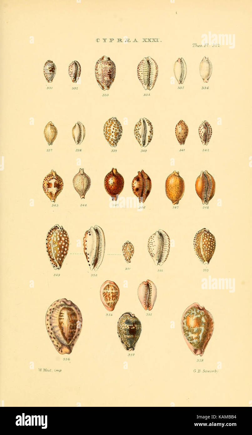 Genera of shells hi-res stock photography and images - Alamy