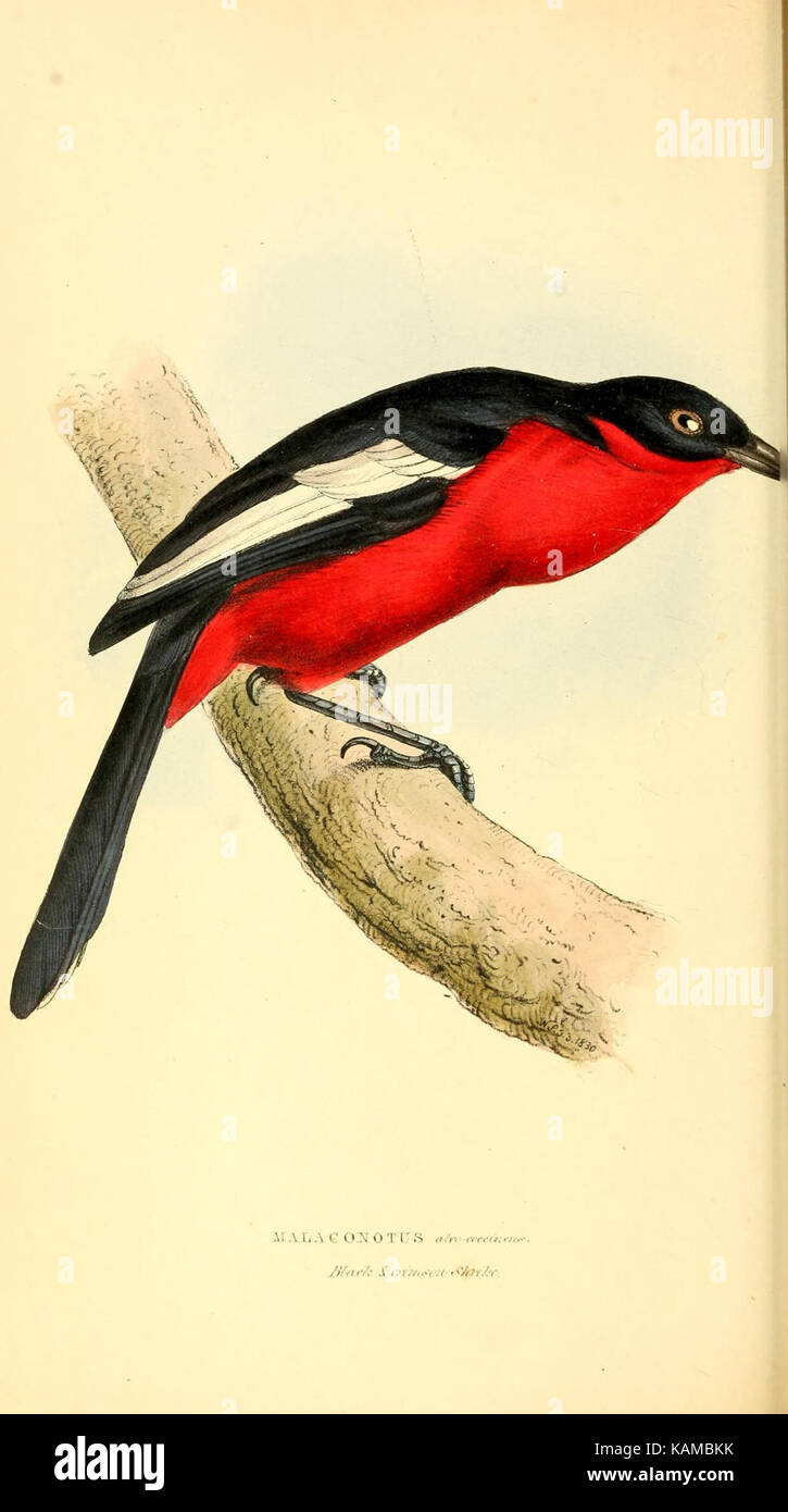 Zoological illustrations, or, Original figures and descriptions of new ...