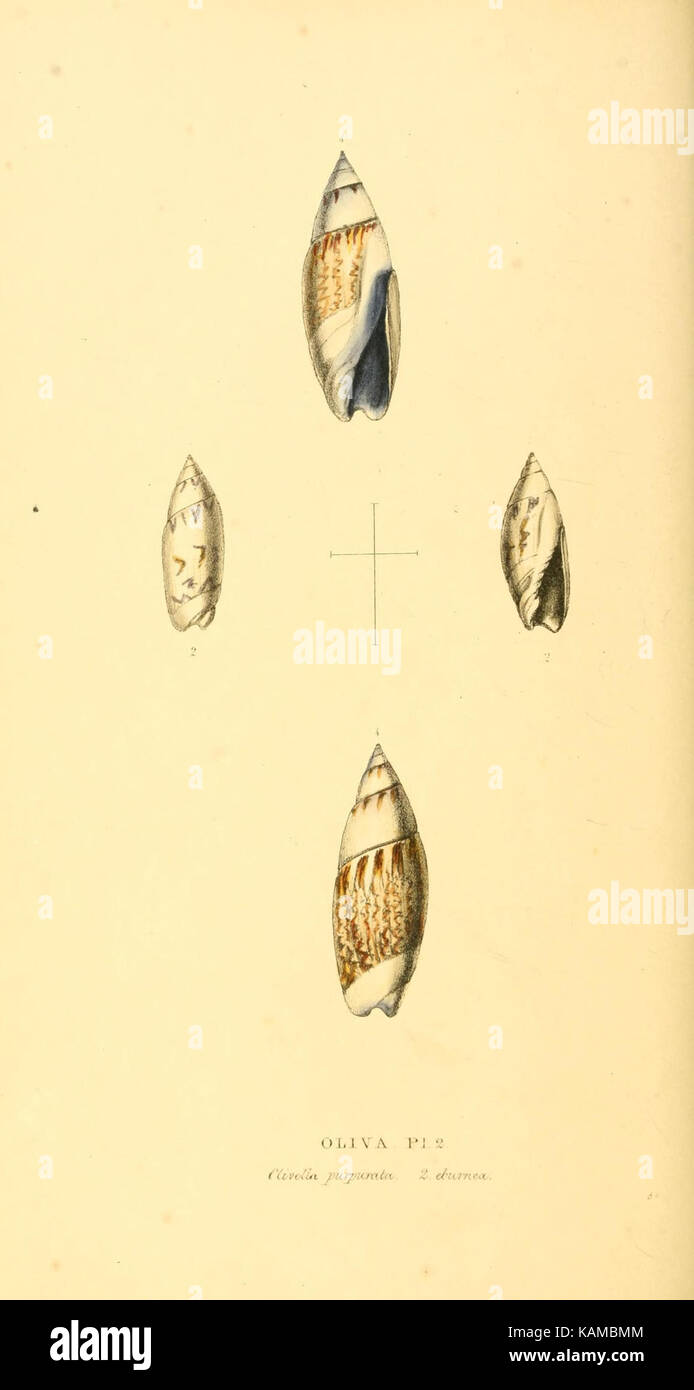 A detailed zoological illustration showing rare and interesting species ...