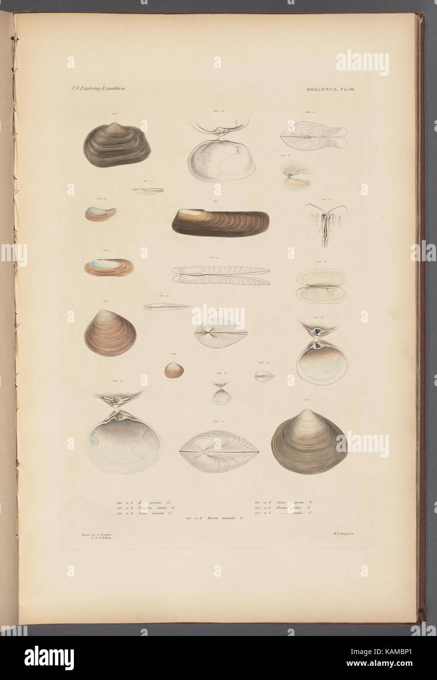 The United States Exploring Expedition (Pl 33) is a historical project ...