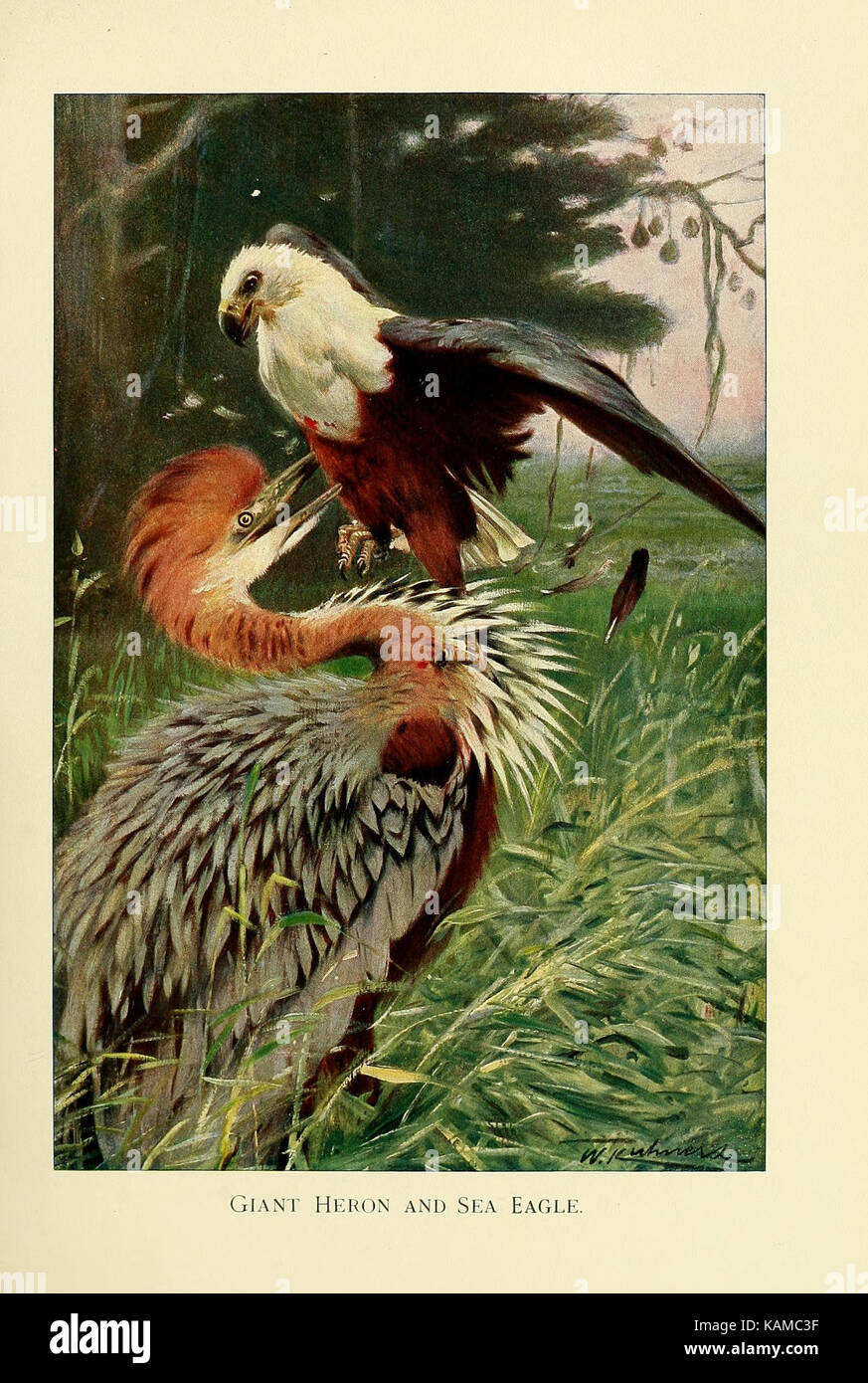 This illustration from the book 'Wild Life of the World' depicts ...