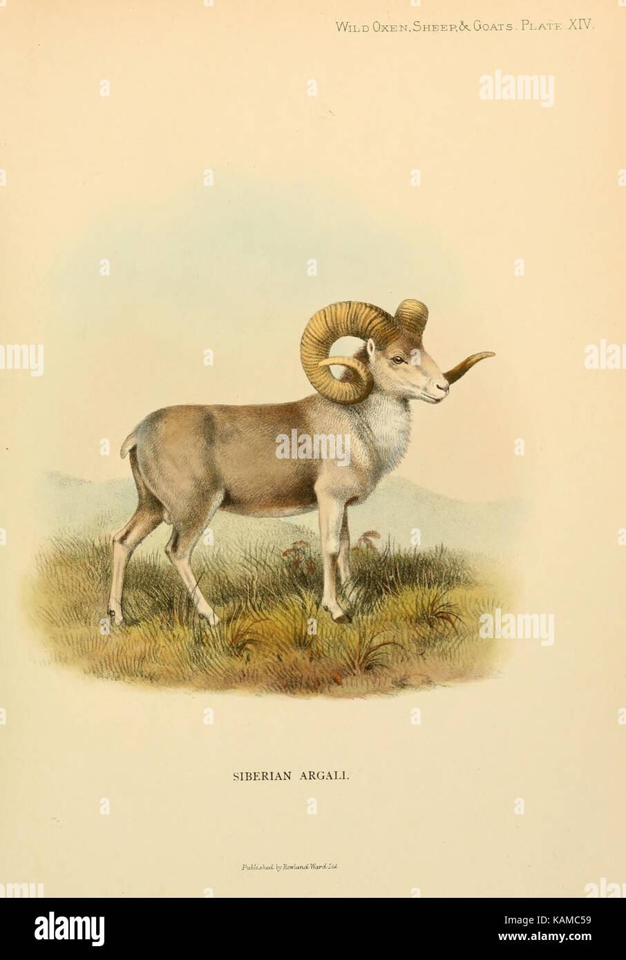 Wild oxen, sheep and goats of all lands, living and extinct (Plate XIV ...
