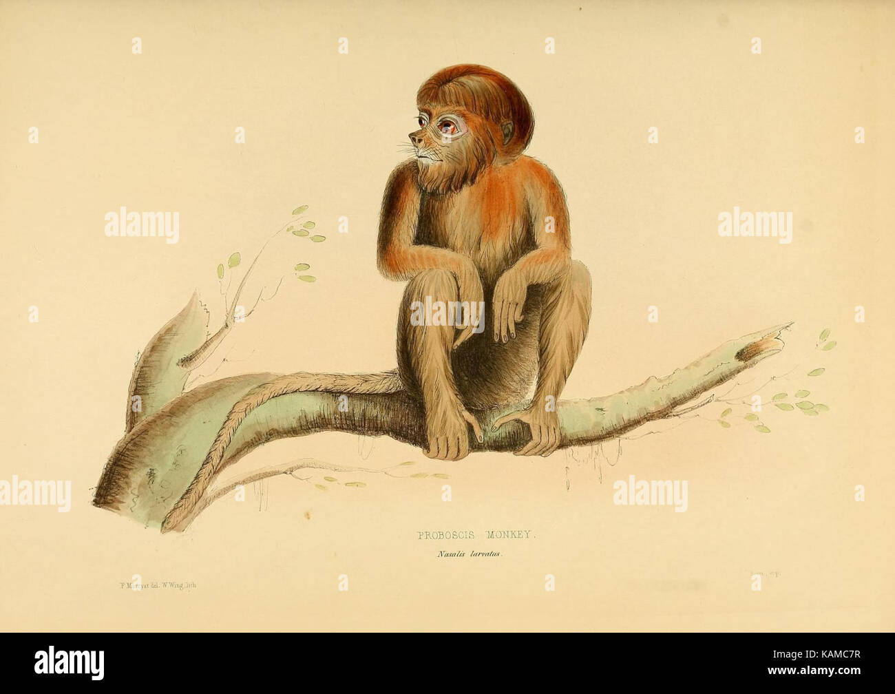 The Zoology of the voyage of H.M.S. Samarang, under the command of ...
