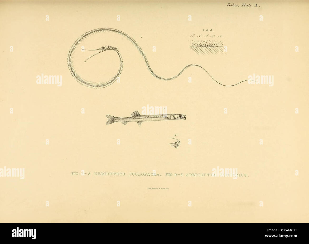 The Zoology of the voyage of H.M.S. Samarang, under the command of ...