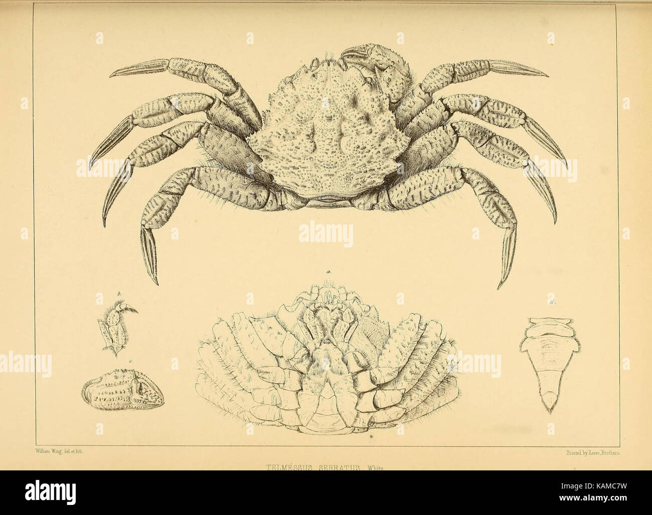 The Zoology of the voyage of H.M.S. Samarang, under the command of ...