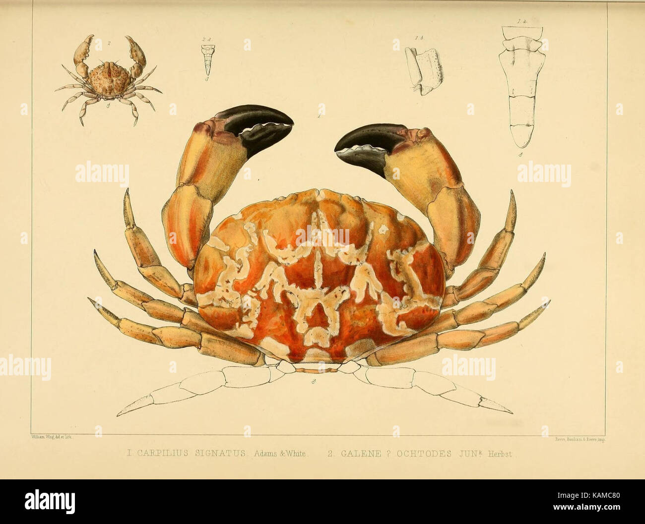 The Zoology of the voyage of H.M.S. Samarang, under the command of ...