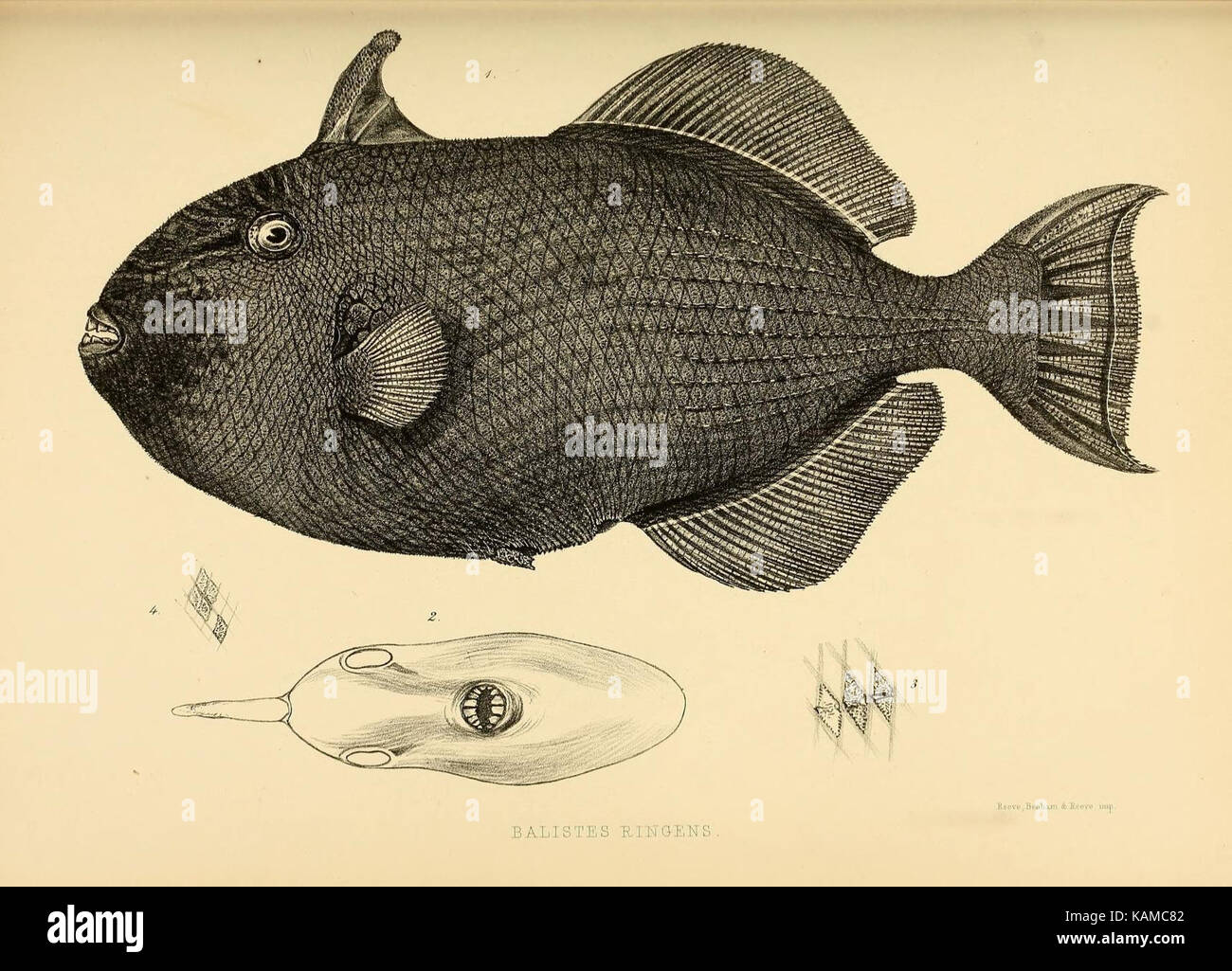 The Zoology of the voyage of H.M.S. Samarang, under the command of ...