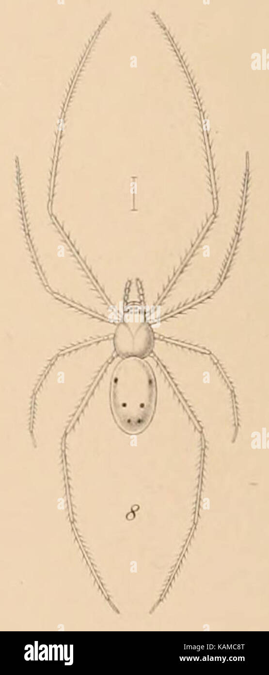 Grallator hi-res stock photography and images - Alamy