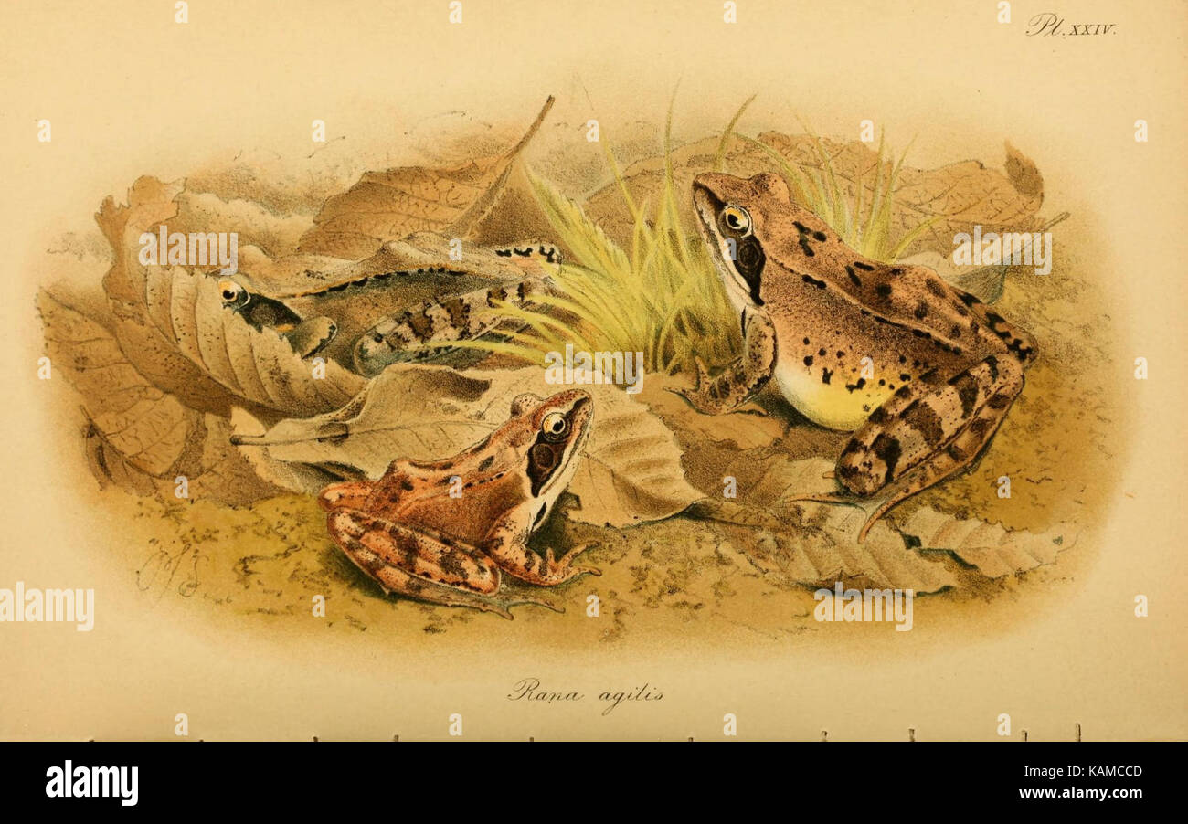 The tailless batrachians of europe hi-res stock photography and images ...