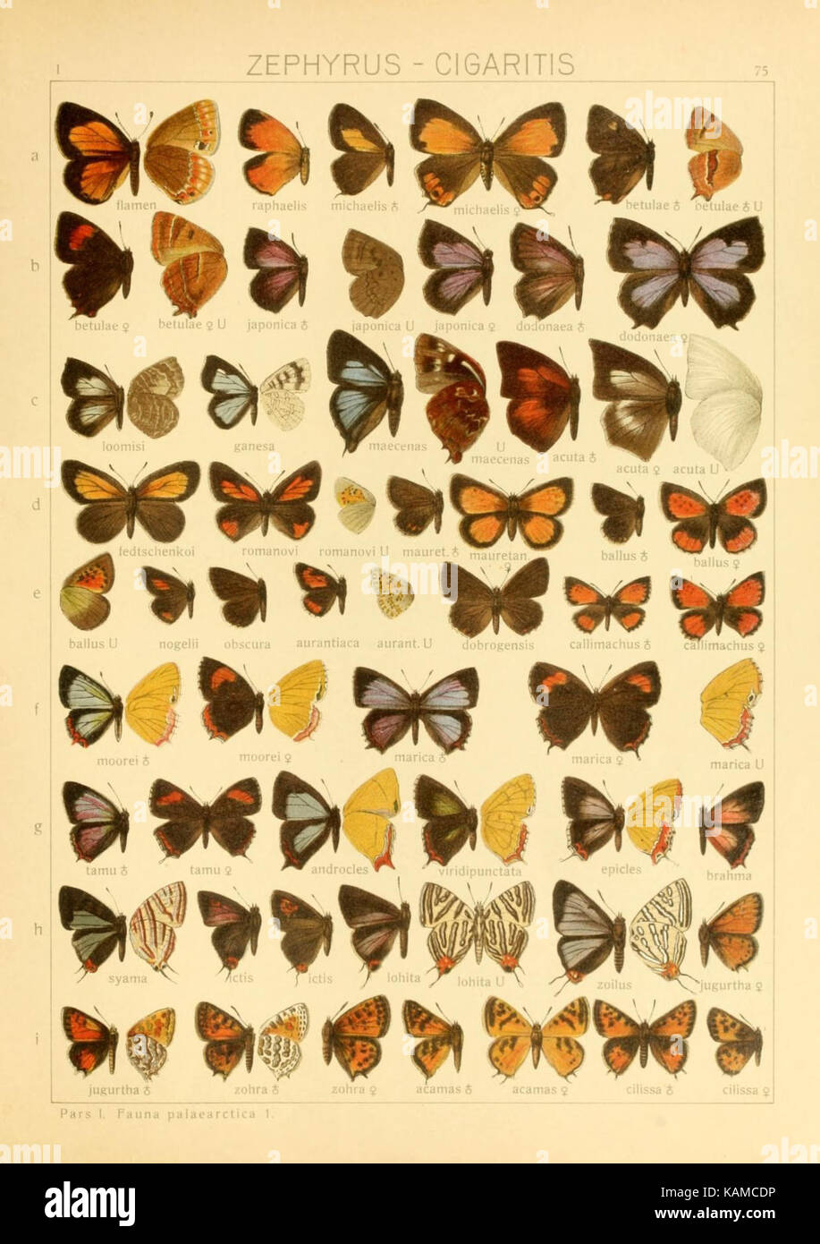 The Macrolepidoptera of the world (Taf. 75) (8145268559 Stock Photo - Alamy