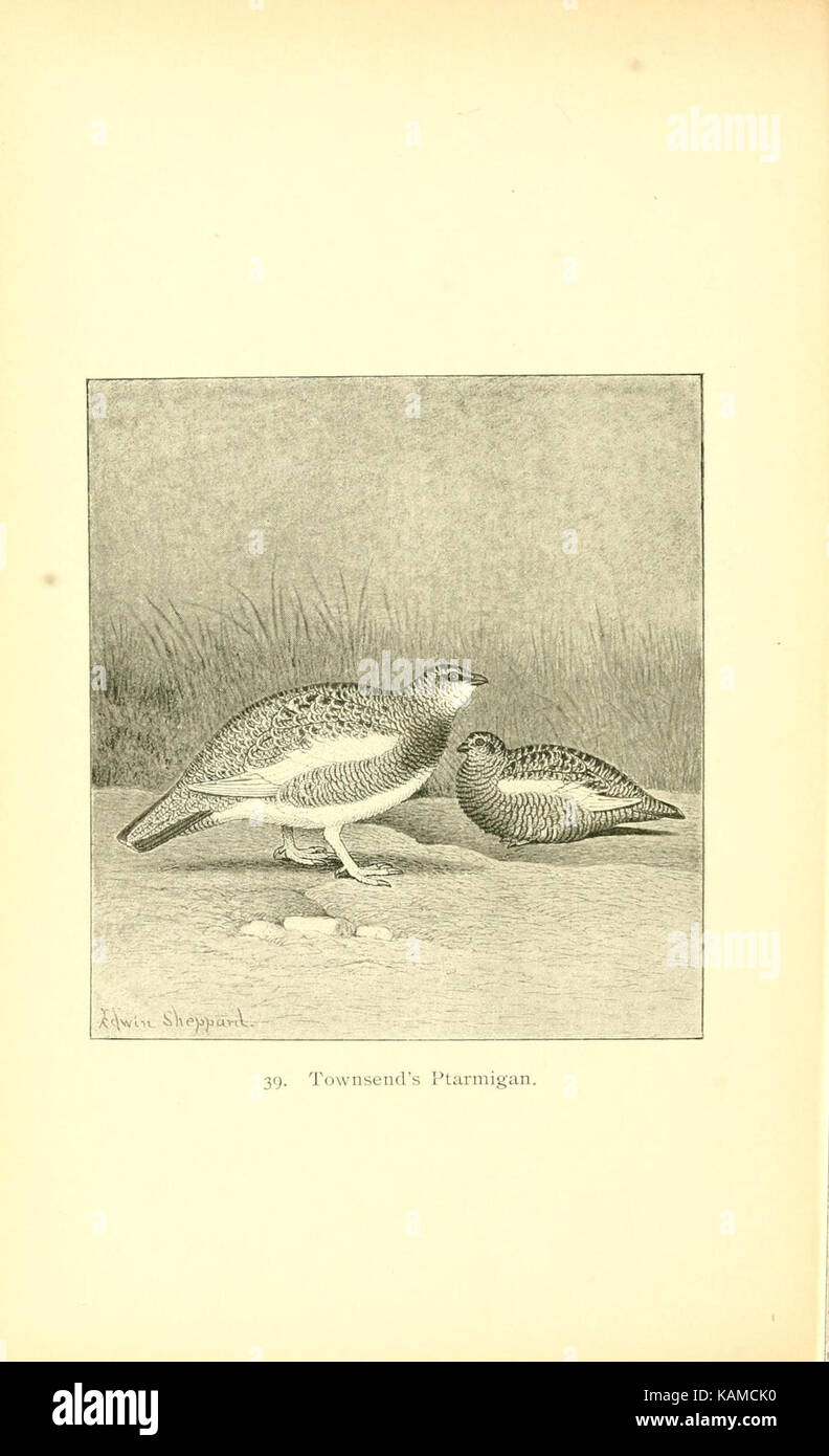 The gallinaceous game birds of North America (Pl. 39) (8119297395 Stock ...