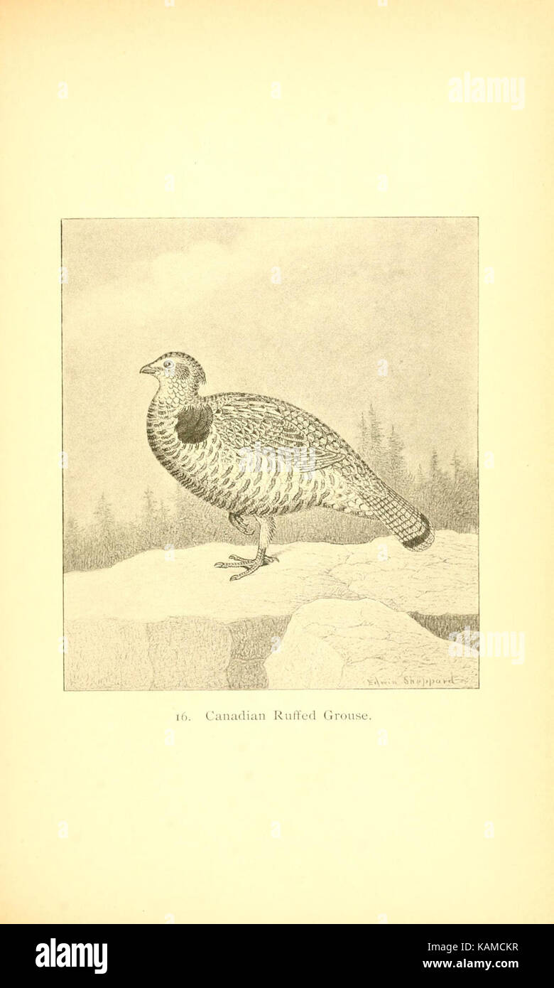 The gallinaceous game birds of North America (Pl. 16) (8119282801 Stock ...