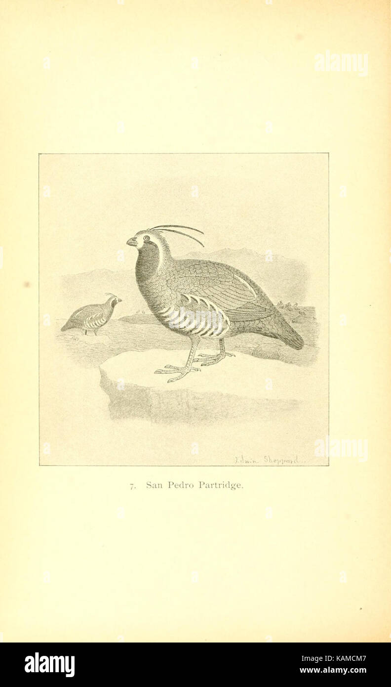 The gallinaceous game birds of North America (Pl. 7) (8119289396 Stock ...