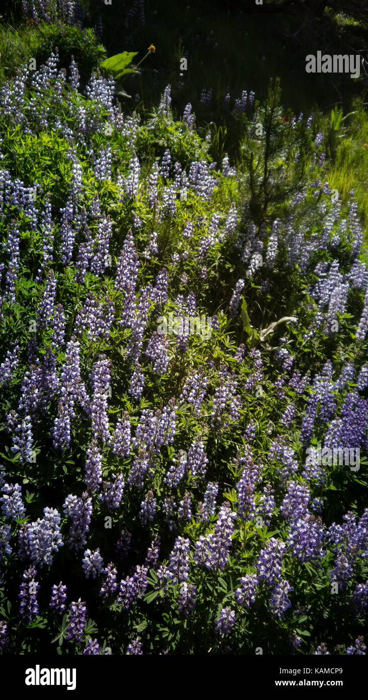 Lupinien hi-res stock photography and images - Alamy