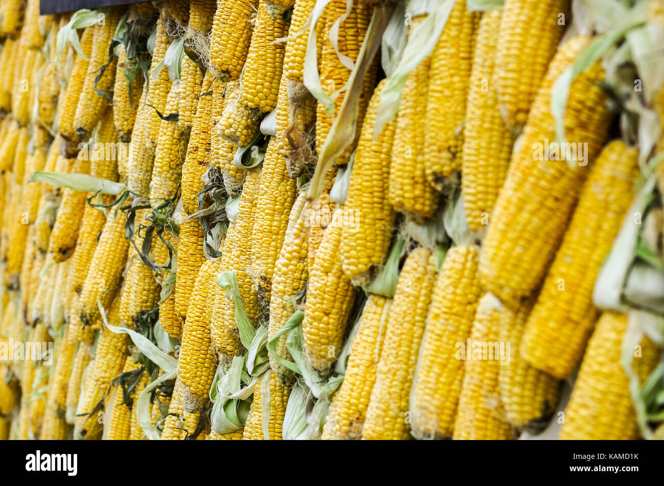 Texture of dried corn. Autumn yellow corn. Autumn mood Stock Photo - Alamy