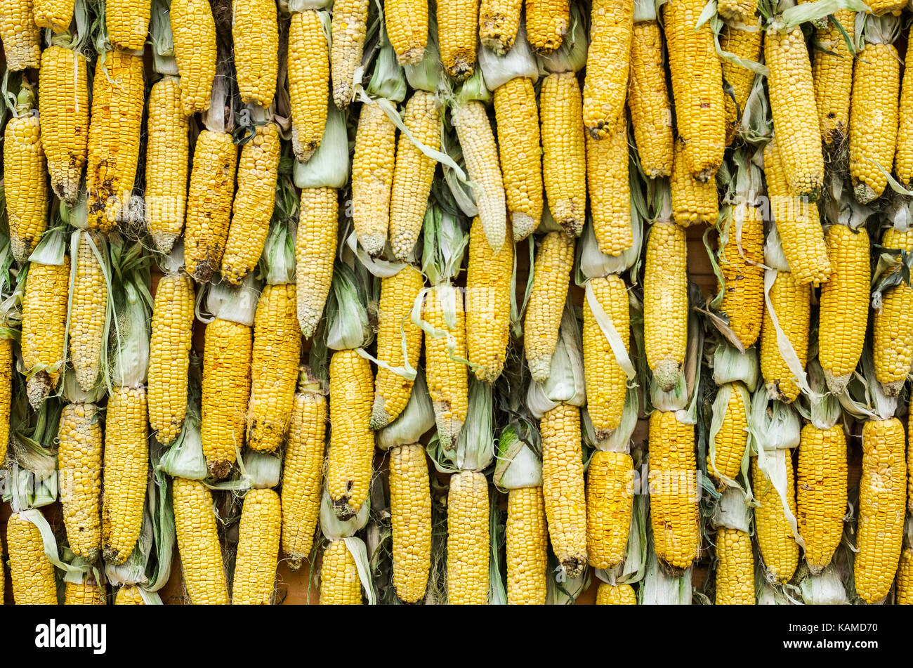 Background of autumn corn. Wall of yellow corn. Autumn mood Stock Photo ...