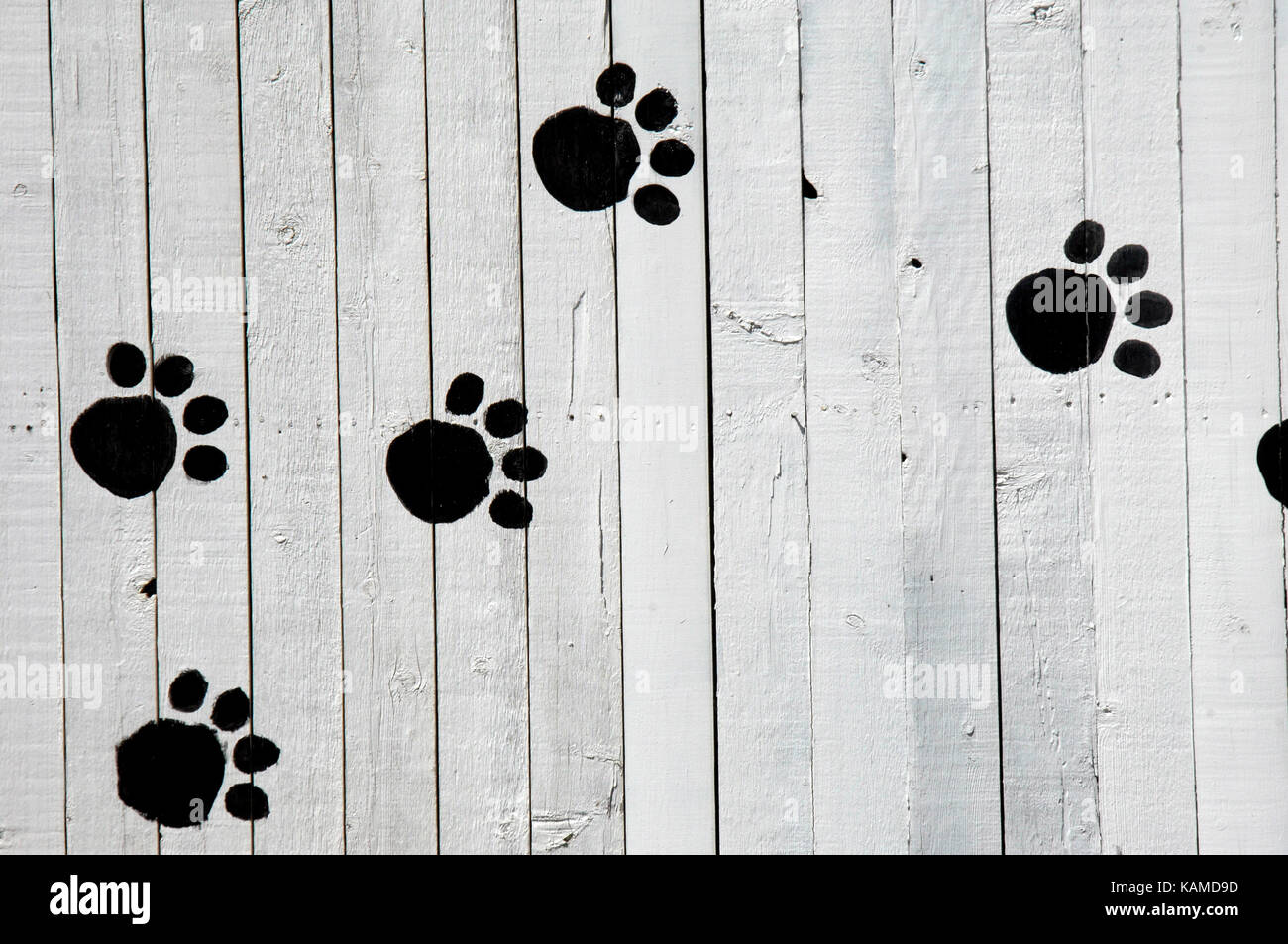 Wooden wall has painted black paw prints across a rustic, white, board ...