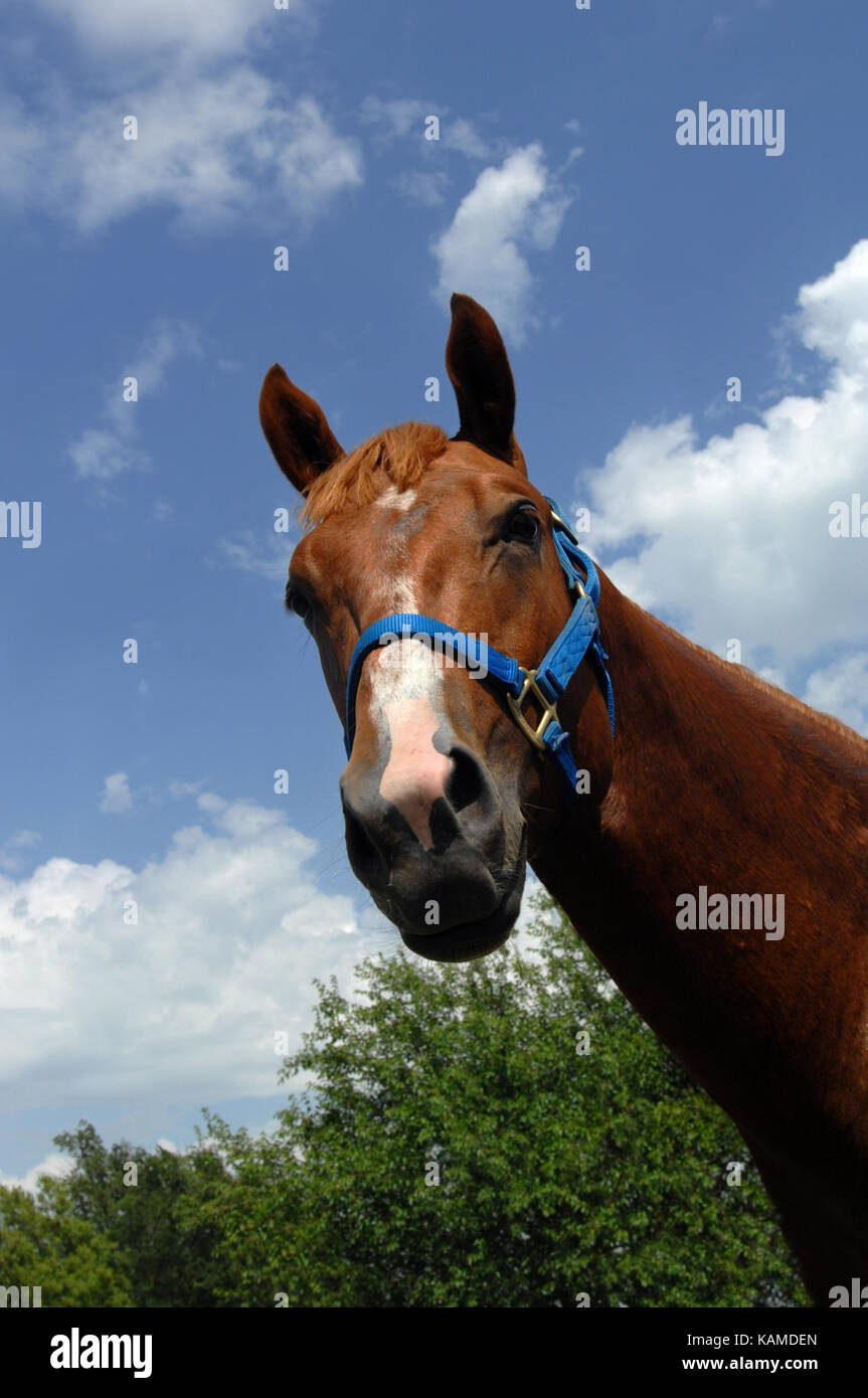 Sorrel colored quarter horse looks down curiously. Vivid blue sky and ...