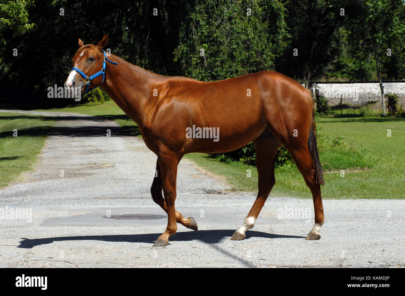Full Length Chestnut Horse Stock Photo - Alamy
