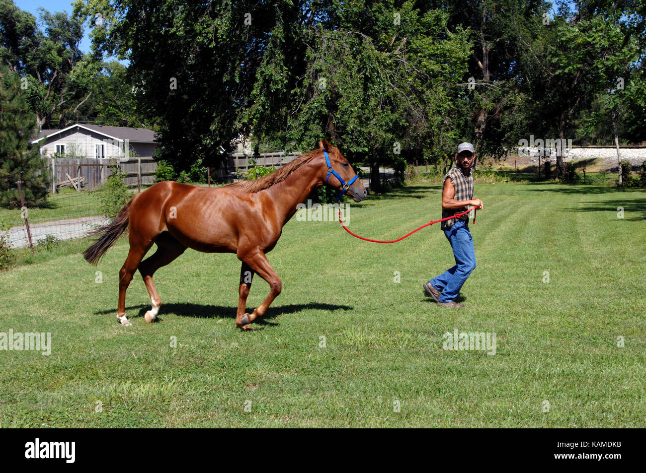 Male trainer runs colt around a grassy enclosure during training. Colt ...