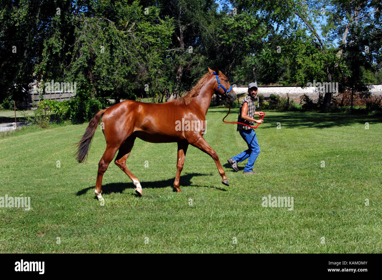 Trainer and horse build up speed as they trot around a pen in central ...