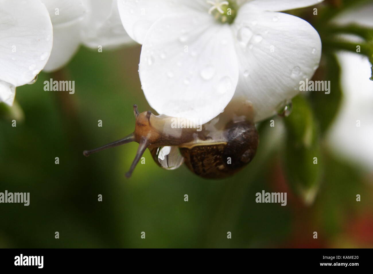 Garden Snail in the rain Stock Photo - Alamy