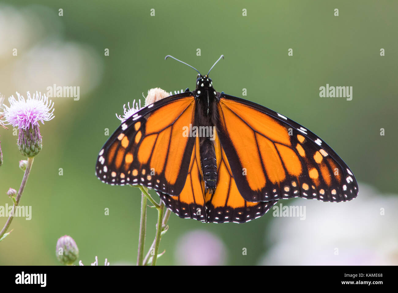 Monarch butterfly in spring Stock Photo - Alamy