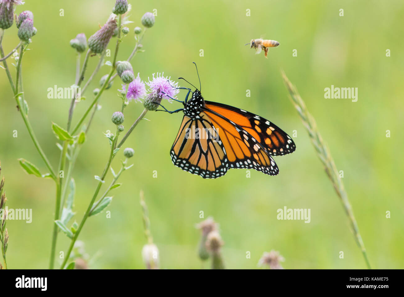 Butterfly in spring hi-res stock photography and images - Alamy