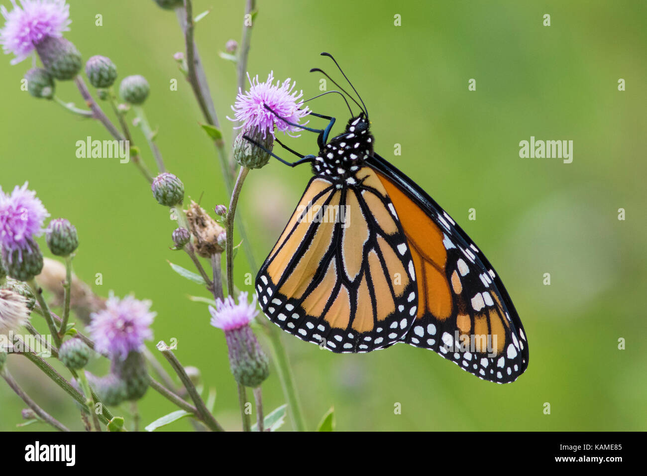 Monarch butterfly in spring Stock Photo - Alamy