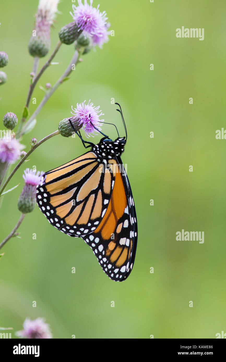 Monarch butterfly in spring Stock Photo - Alamy