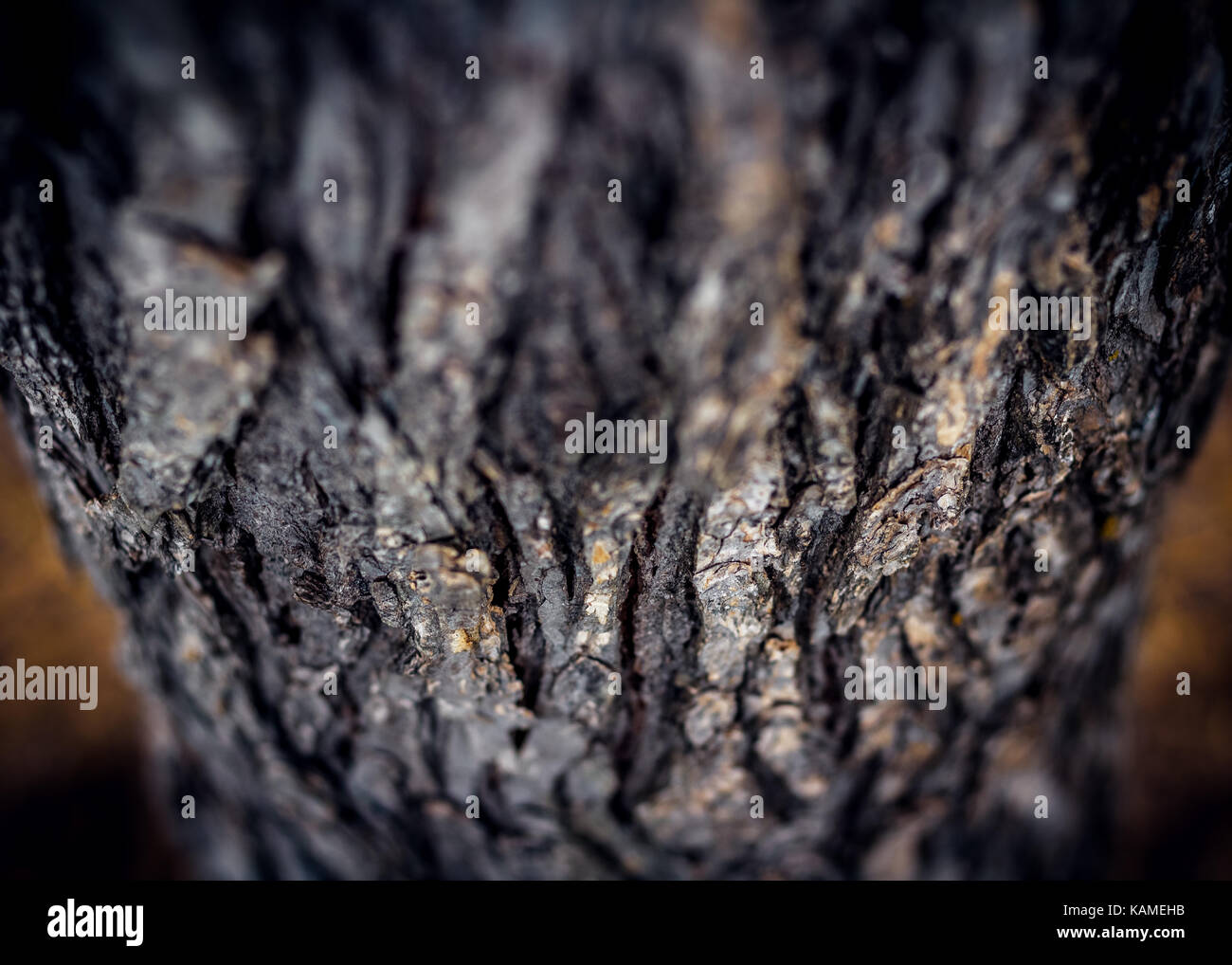 Tree bark macro hi-res stock photography and images - Alamy