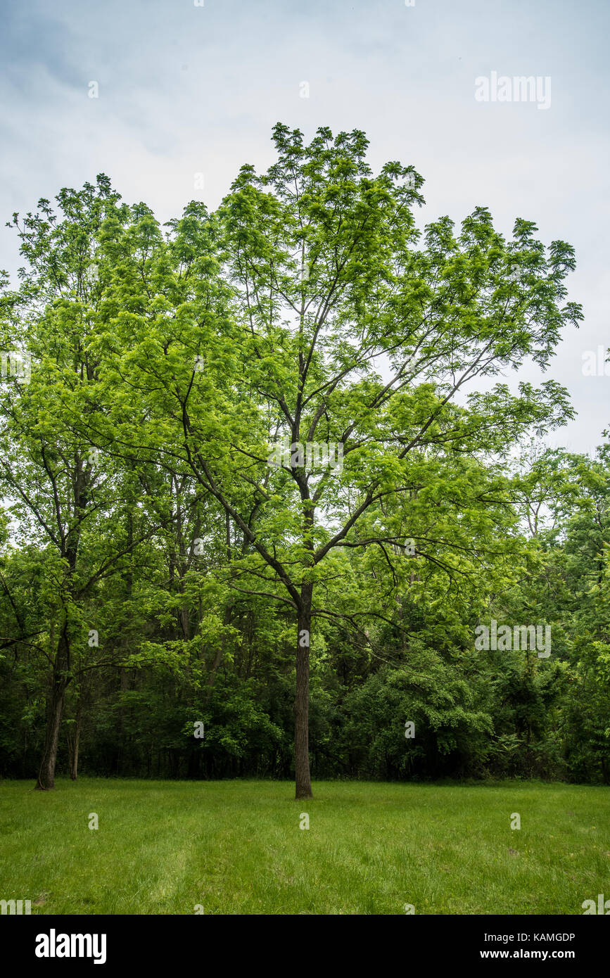Walking through the forest landscape Stock Photo - Alamy