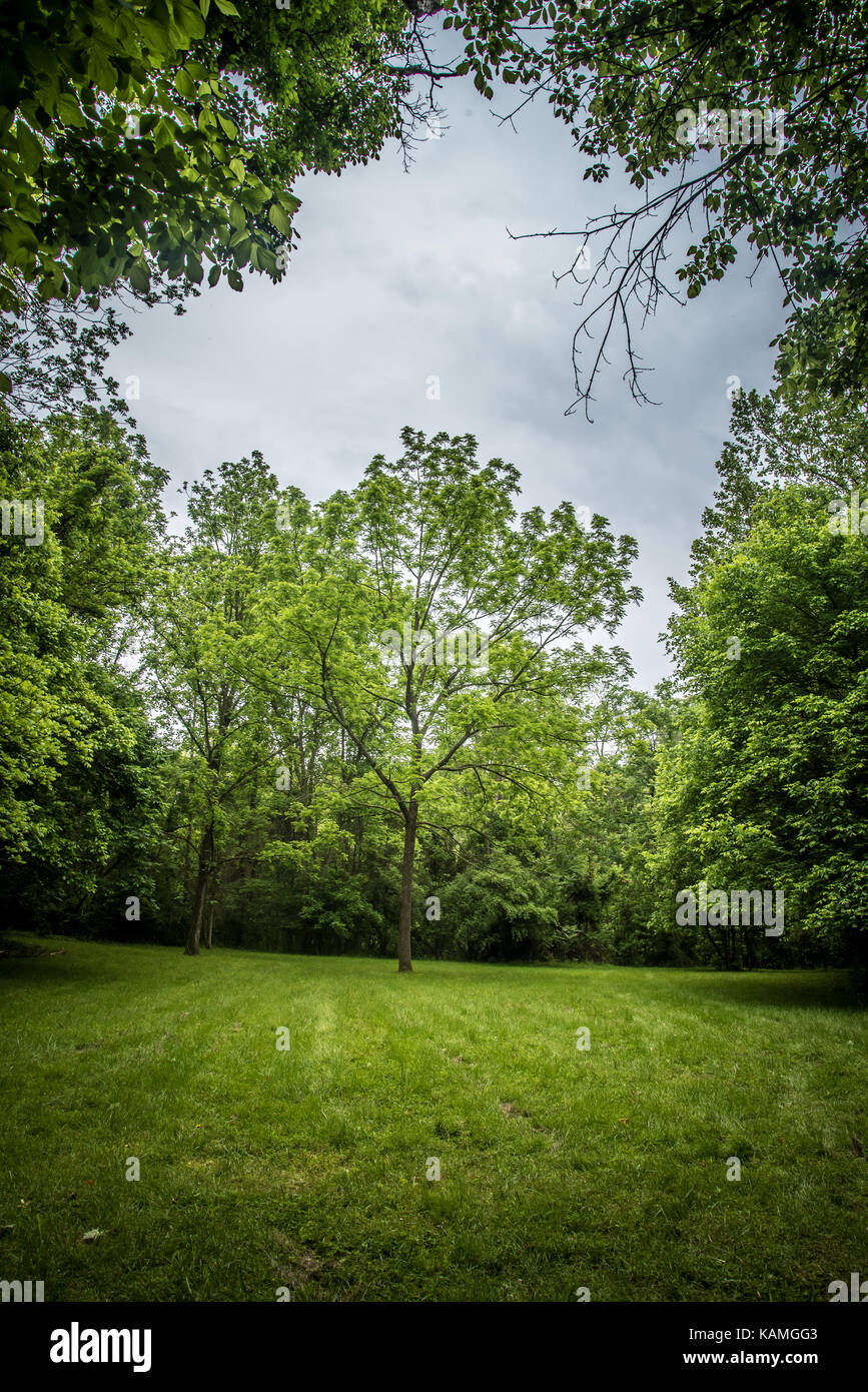 Walking through the forest landscape Stock Photo - Alamy