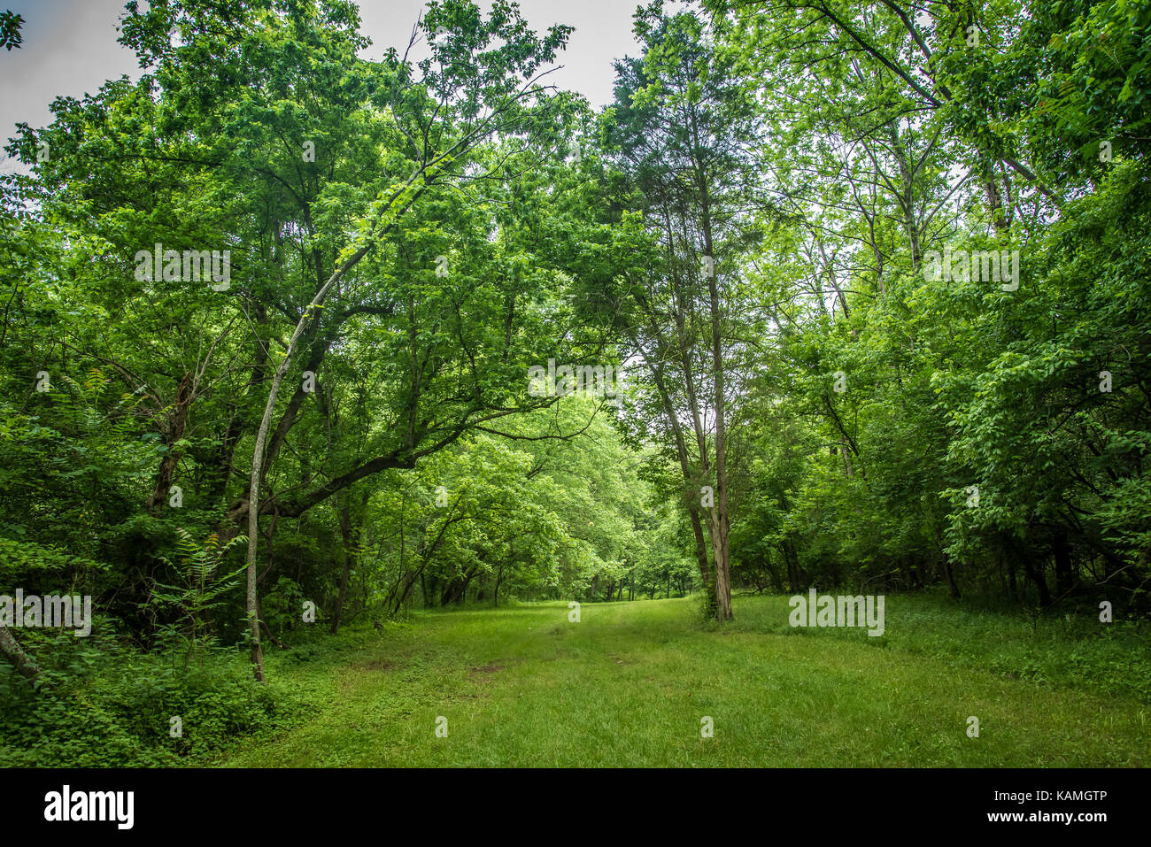 Walking through the forest landscape Stock Photo - Alamy