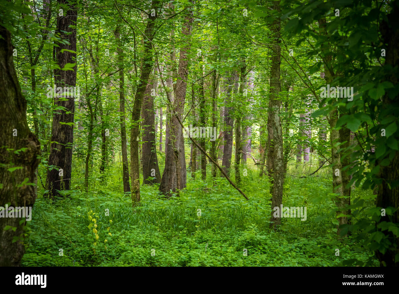 Walking through the forest landscape Stock Photo - Alamy