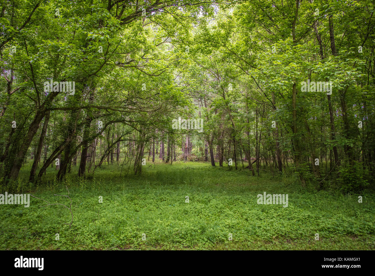 Walking through the forest landscape Stock Photo - Alamy