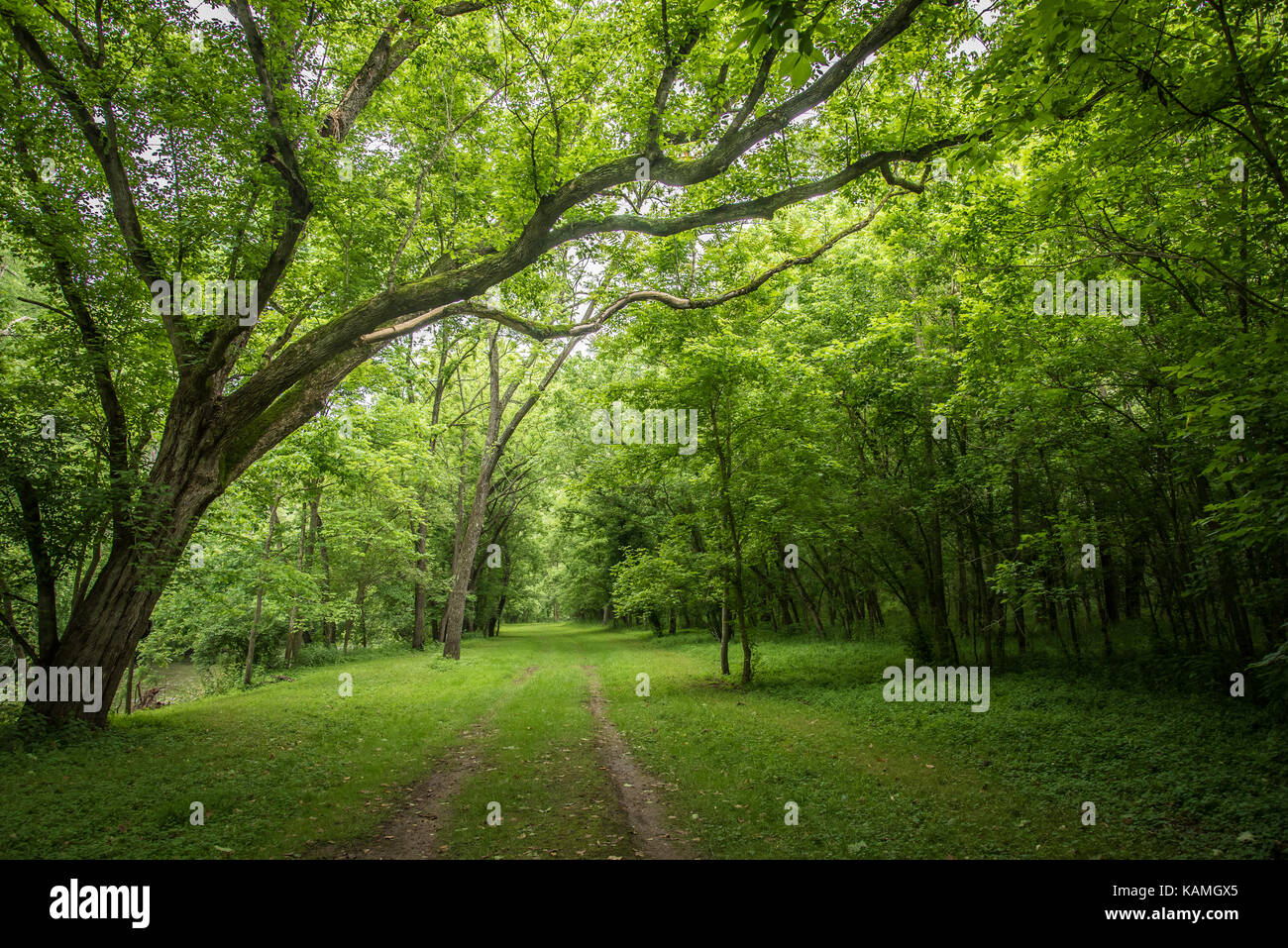 Walking through the forest landscape Stock Photo - Alamy