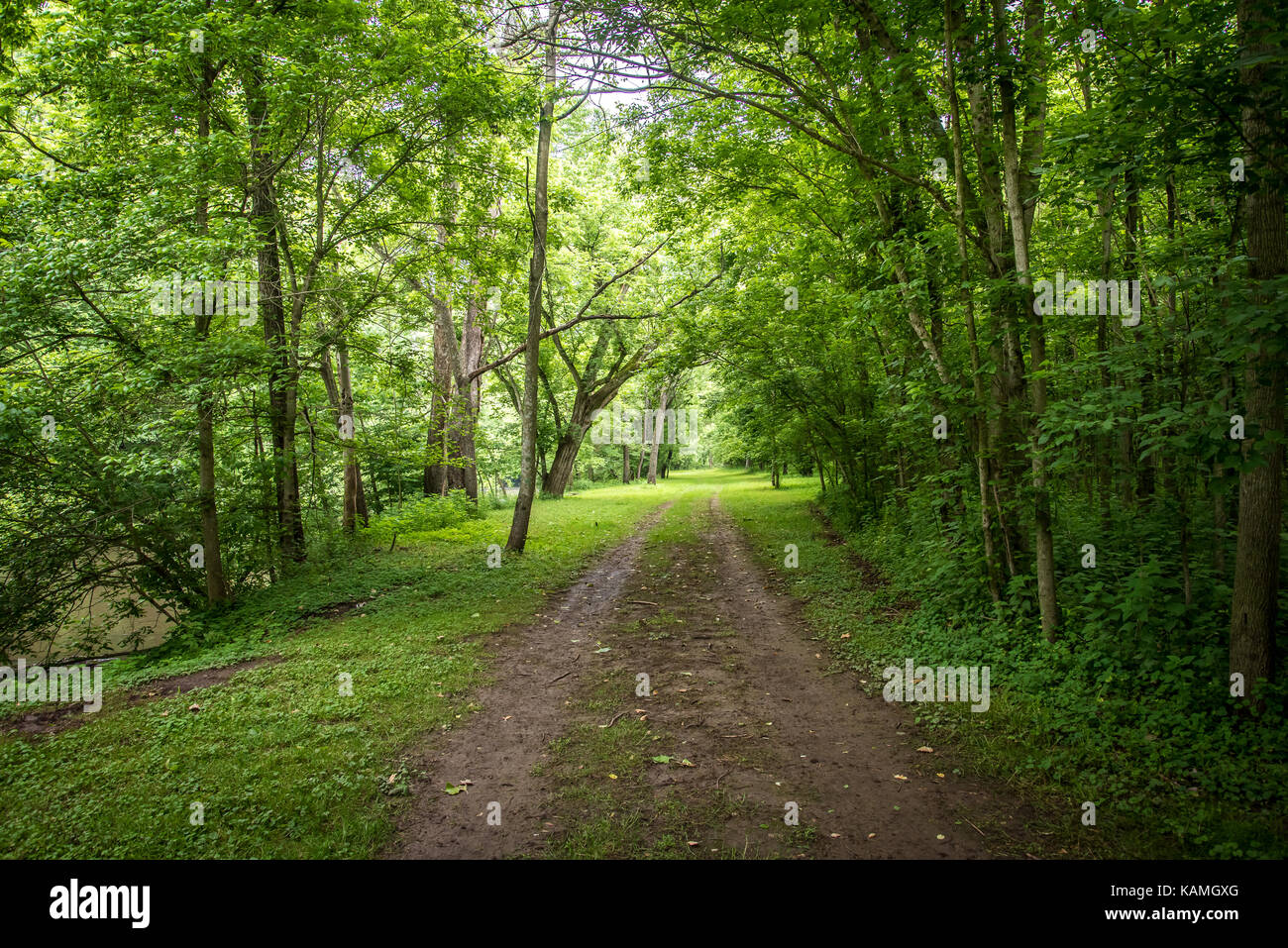 Walking through the forest landscape Stock Photo - Alamy