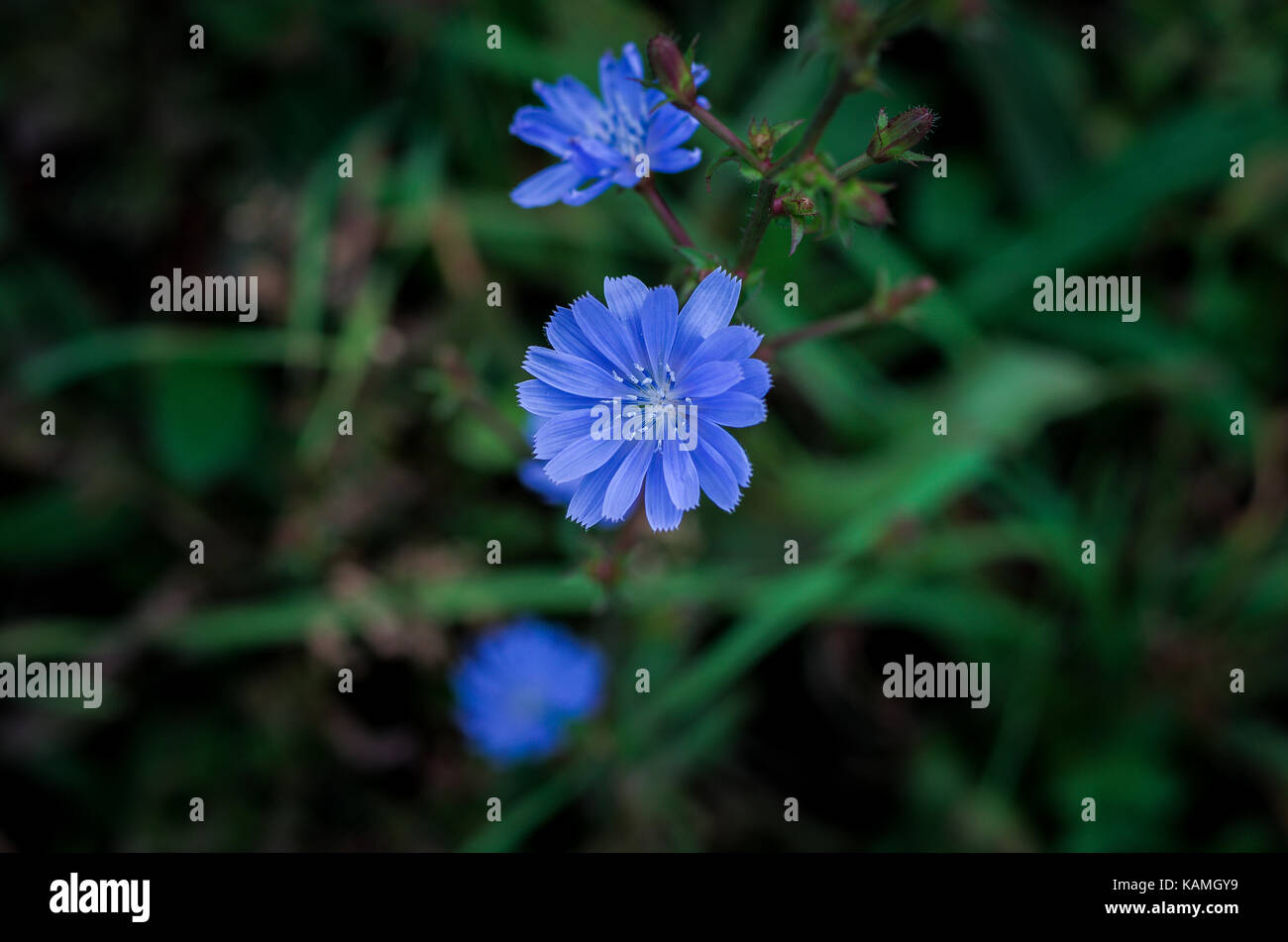 Blue cichorium flower in field hi-res stock photography and images - Alamy