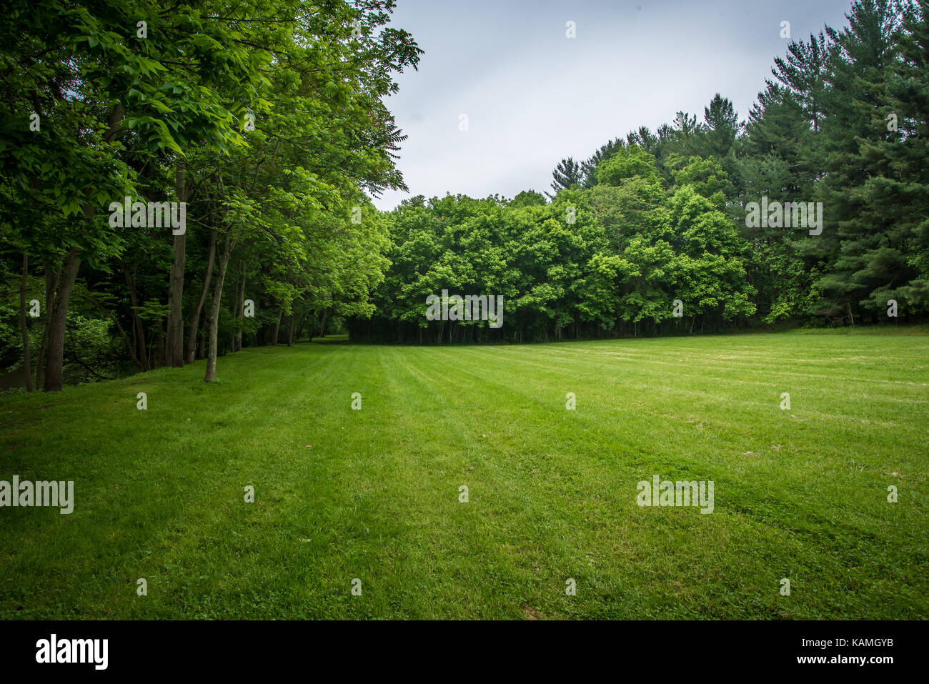 Walking through the forest landscape Stock Photo - Alamy