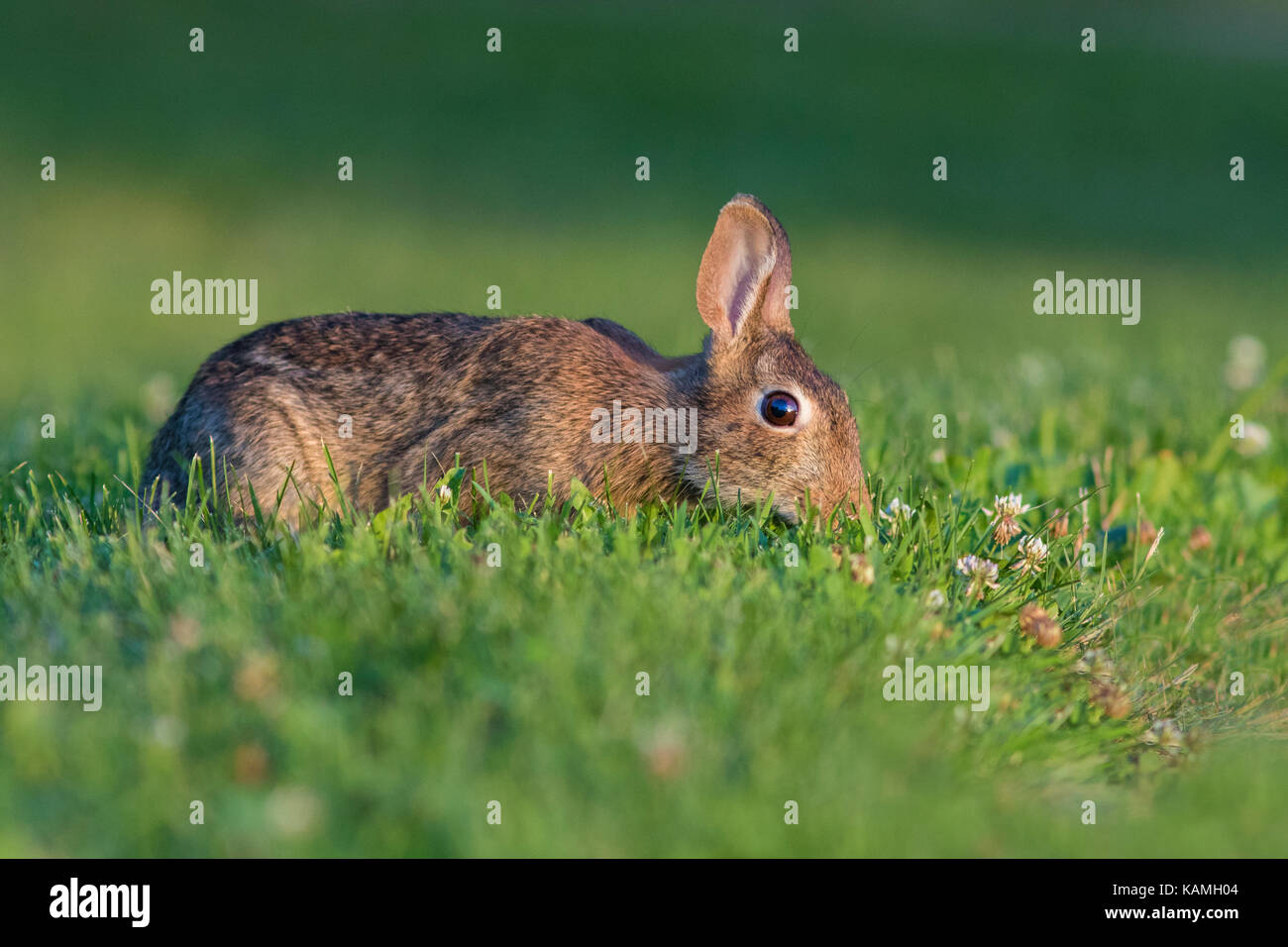 Funny cottontail bunny Stock Photo - Alamy