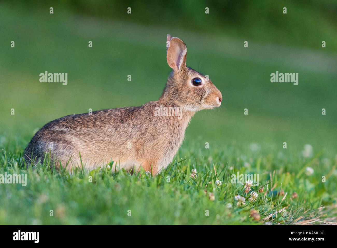 Eastern cottontail rabbit family hi-res stock photography and images ...