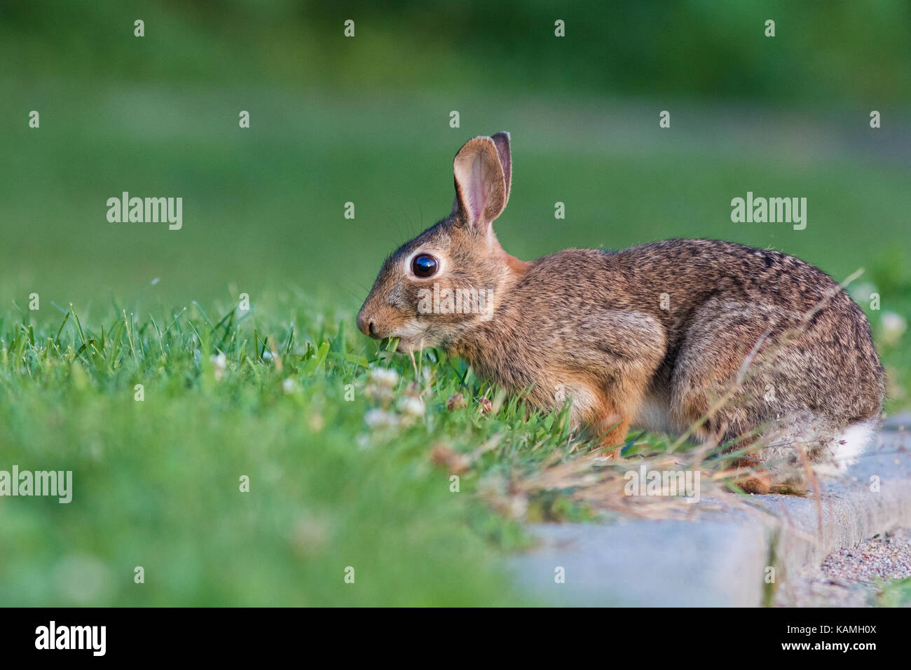 Funny cottontail bunny Stock Photo - Alamy