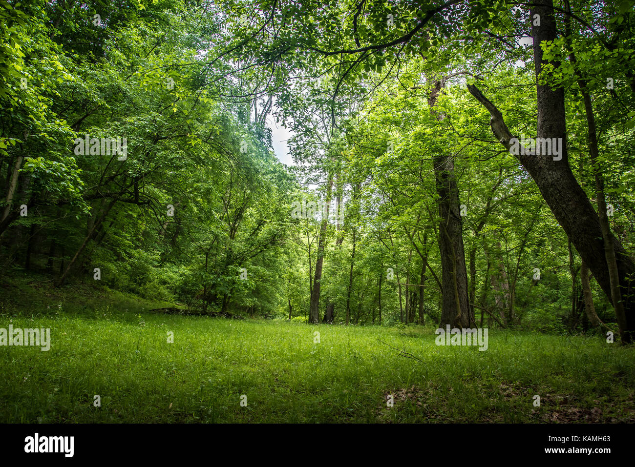 Walking through the forest landscape Stock Photo - Alamy